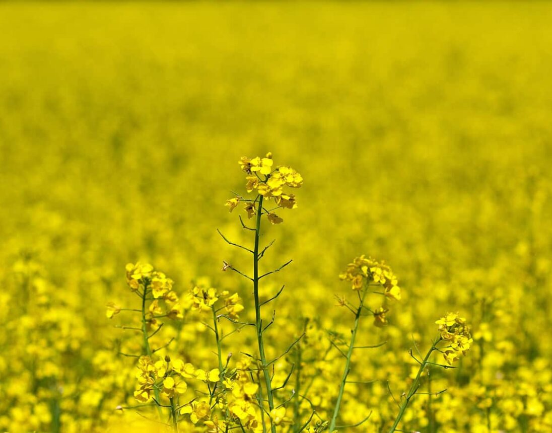 Wat is koolzaadolie en wat kun je ermee? - Foodies