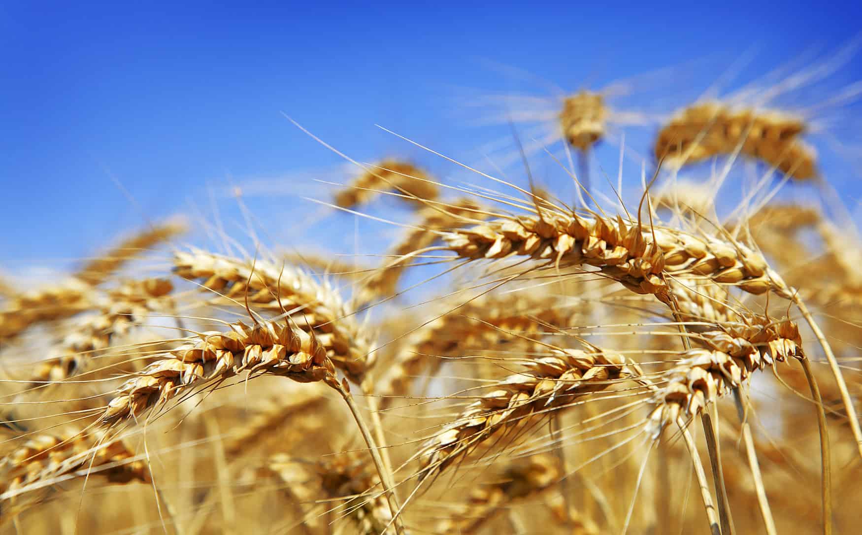 Van tarwe tot rogge: alles over granen - foodies magazine