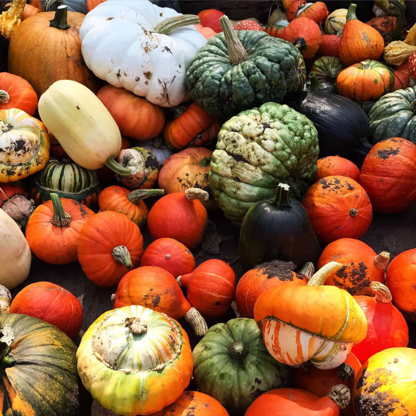 Verschillende soorten pompoen en wat je er mee kunt doen - Foodies