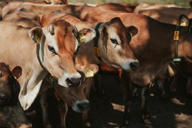 Foodies ontdekt: kaas van de Jersey koe - Foodies