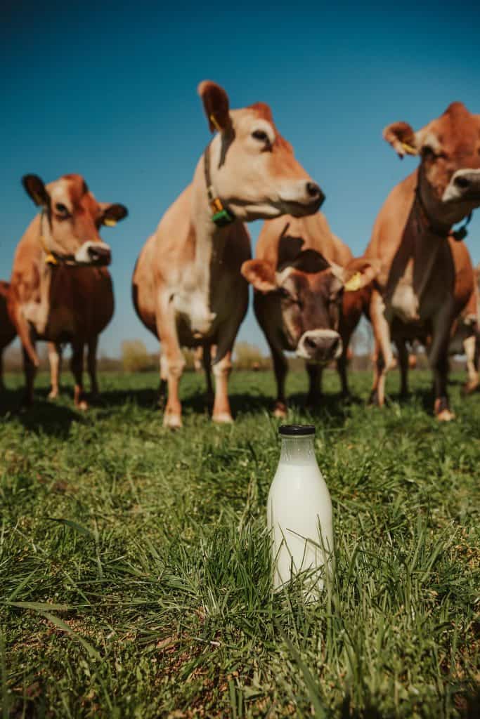 Foodies ontdekt: kaas van de Jersey koe - Foodies