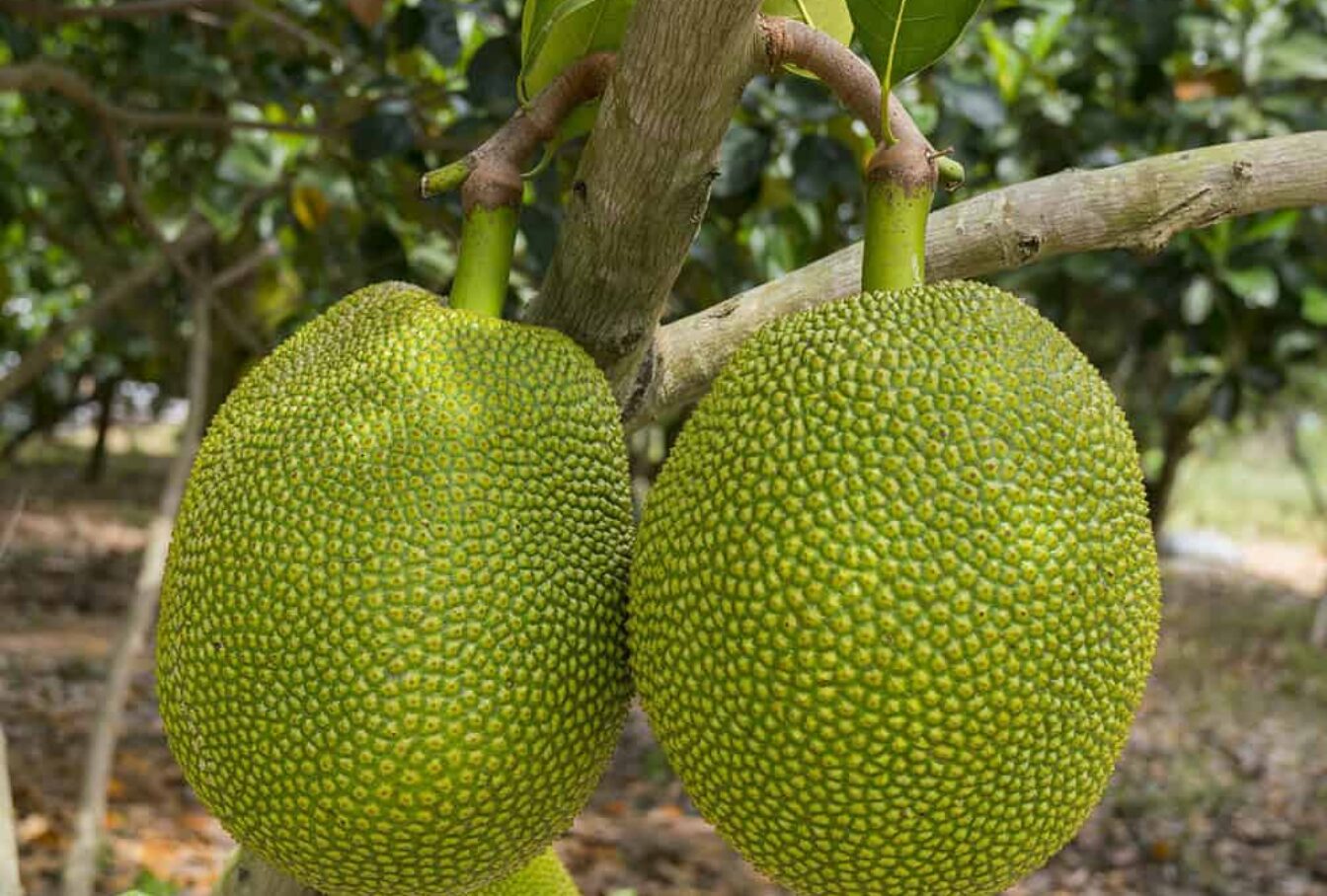 Wat is jackfruit en wat kun je ermee?