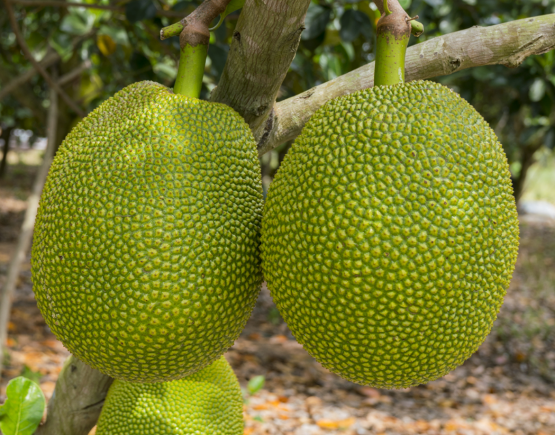 Wat is jackfruit en wat kun je ermee? - Foodies