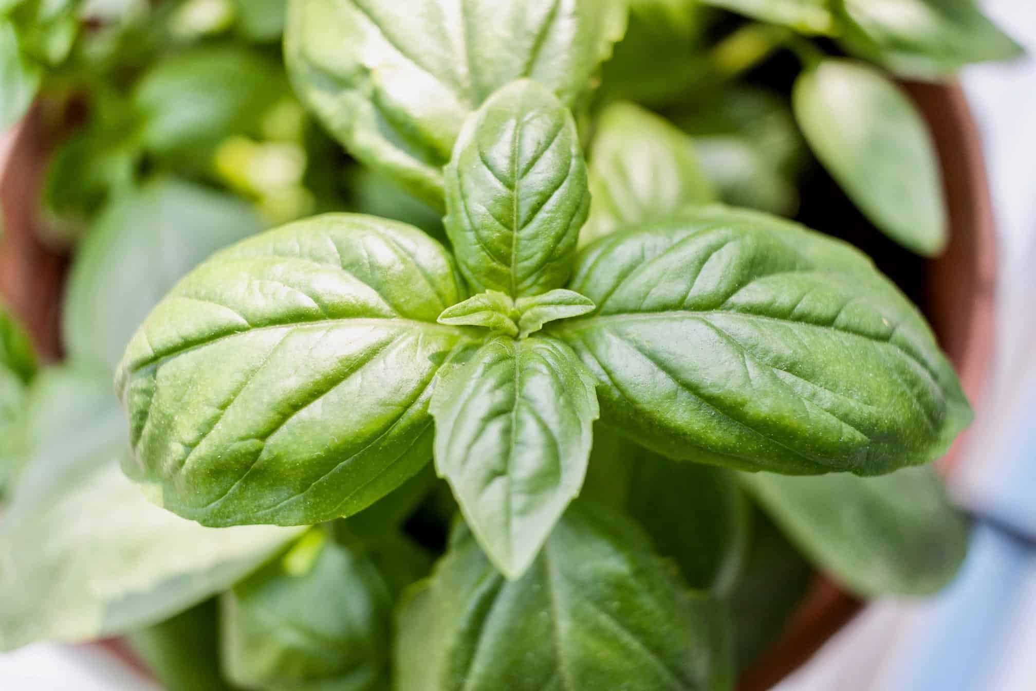 Zo Houd Je Je Basilicumplantje W l Lang In Leven Foodies Zo Houd Je Je Basilicumplantje W l Lang In Leven Foodies