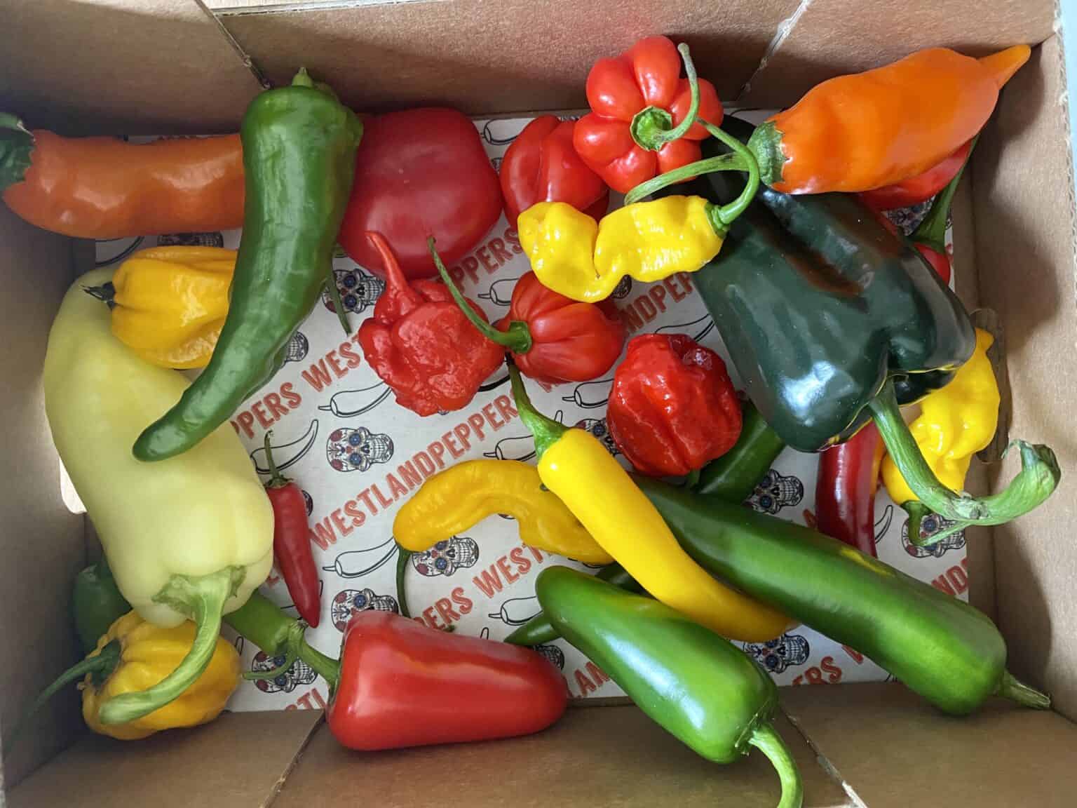 Move over Carolina Reaper, dit is de heetste peper ter wereld! - Foodies