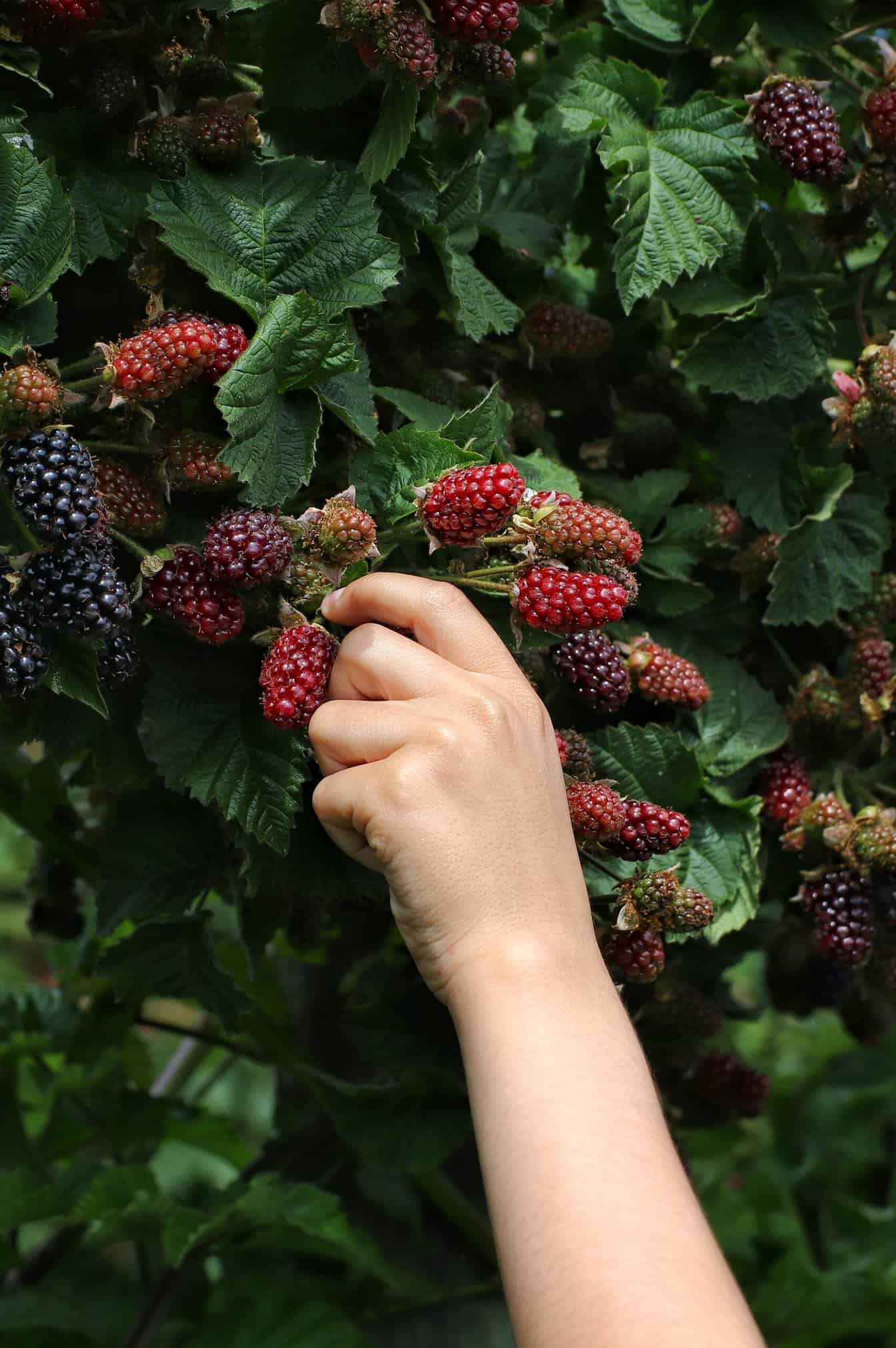Dit moet je weten over bramen plukken - Foodies