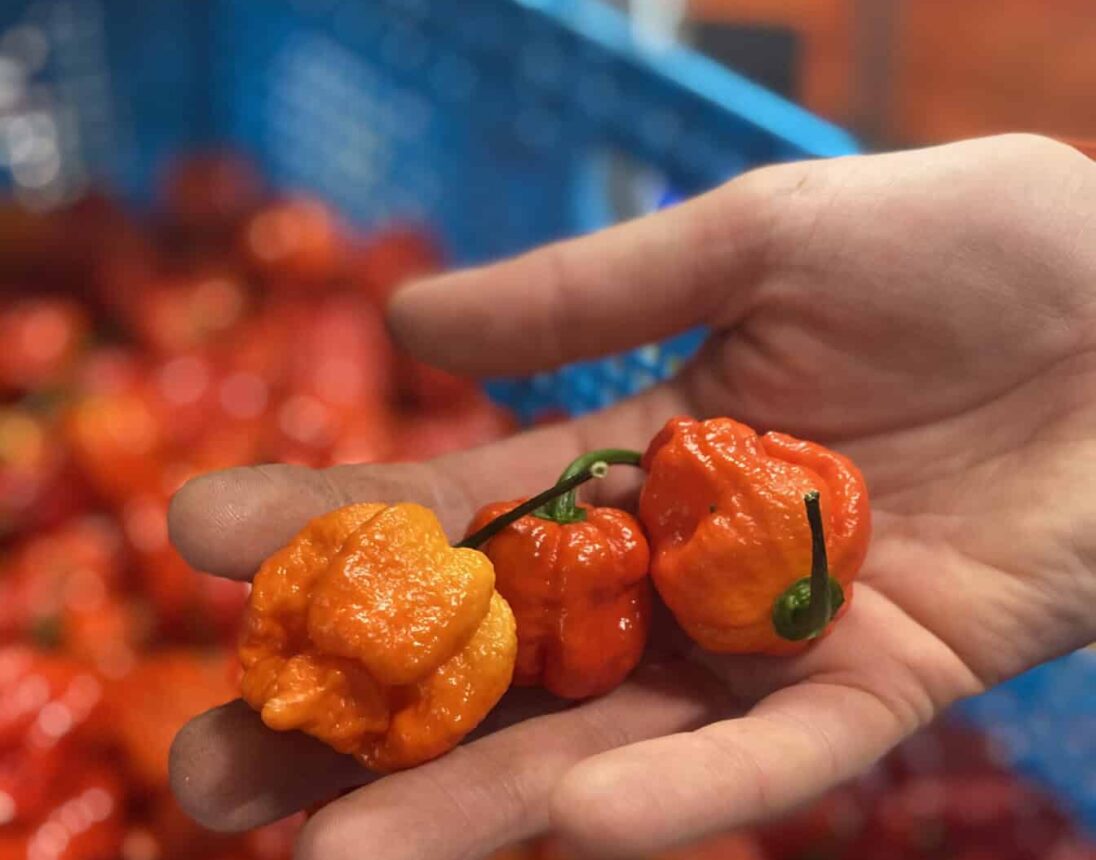 Move over Carolina Reaper, dit is de heetste peper ter wereld! - Foodies