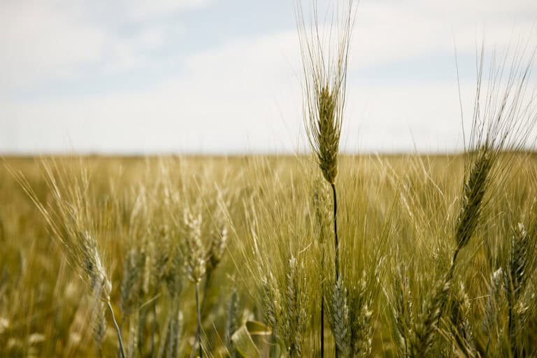 Wat is freekeh en wat kun je ermee? - Foodies