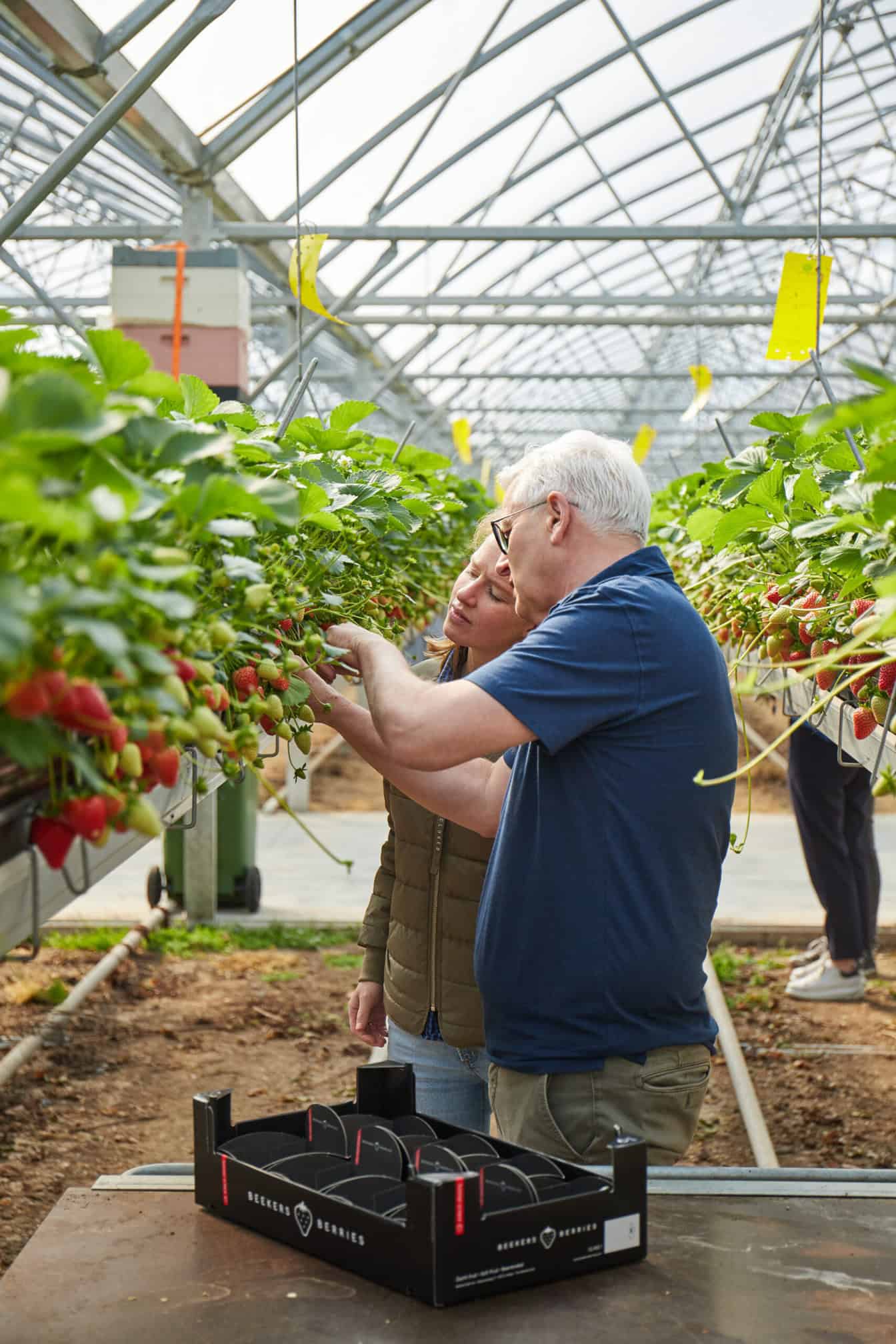 Fijnproevers opgelet: zo herken je de perfecte aardbeien! - Foodies