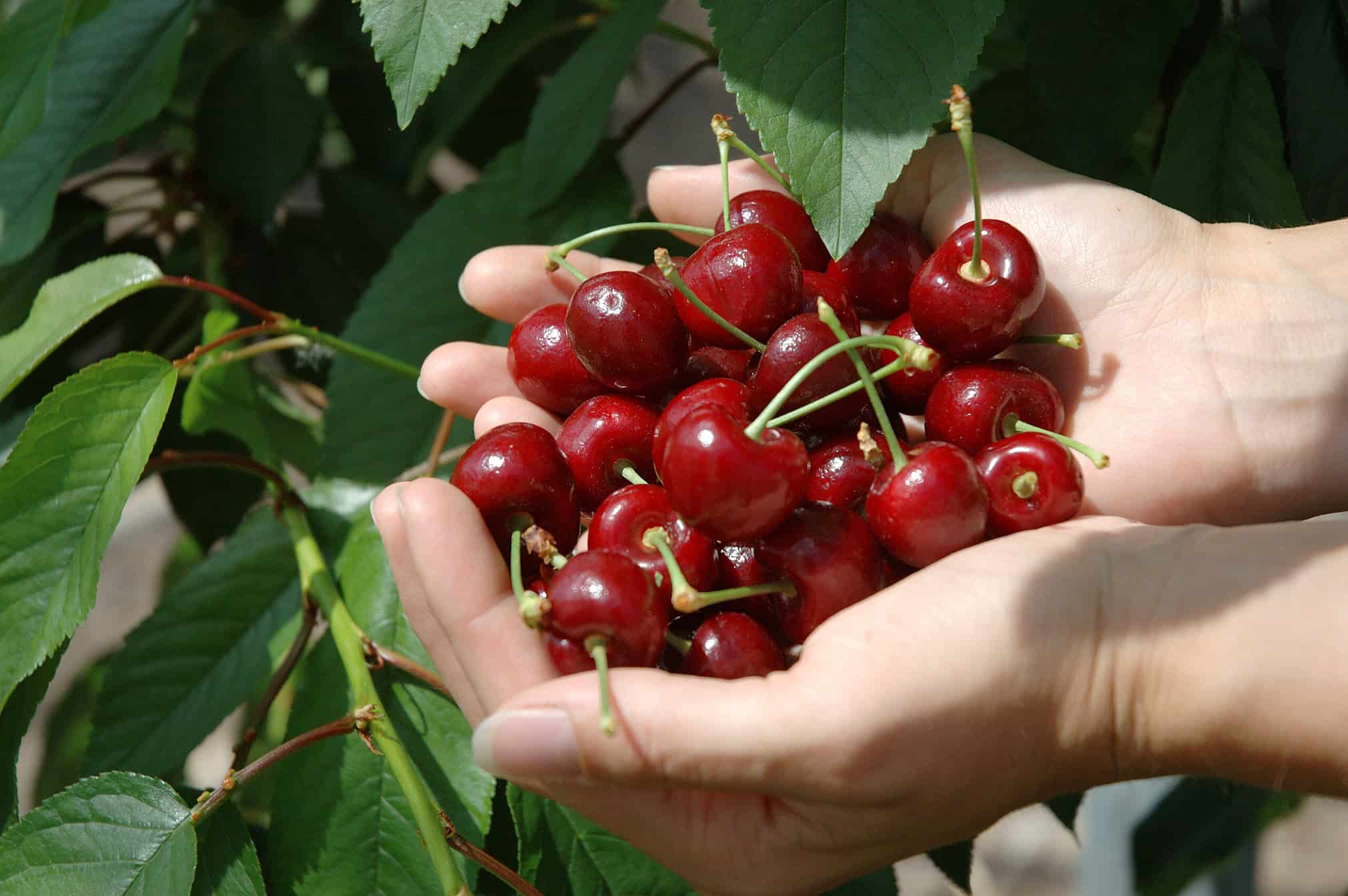 Alles wat je wilt weten over vlaai - Foodies