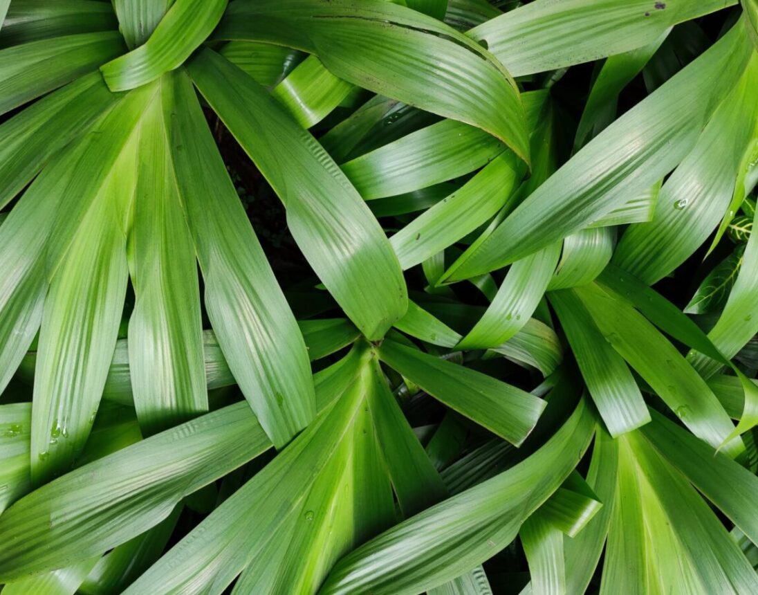 Pandan: wat is het en wat zijn de lekkerste recepten?