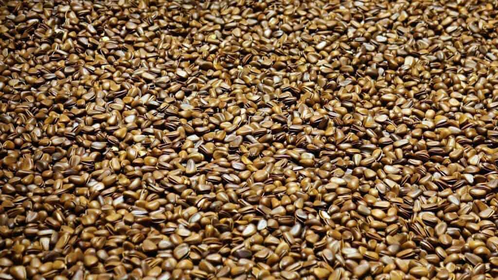 Wat is lijnzaad en wat kun je ermee? - Foodies
